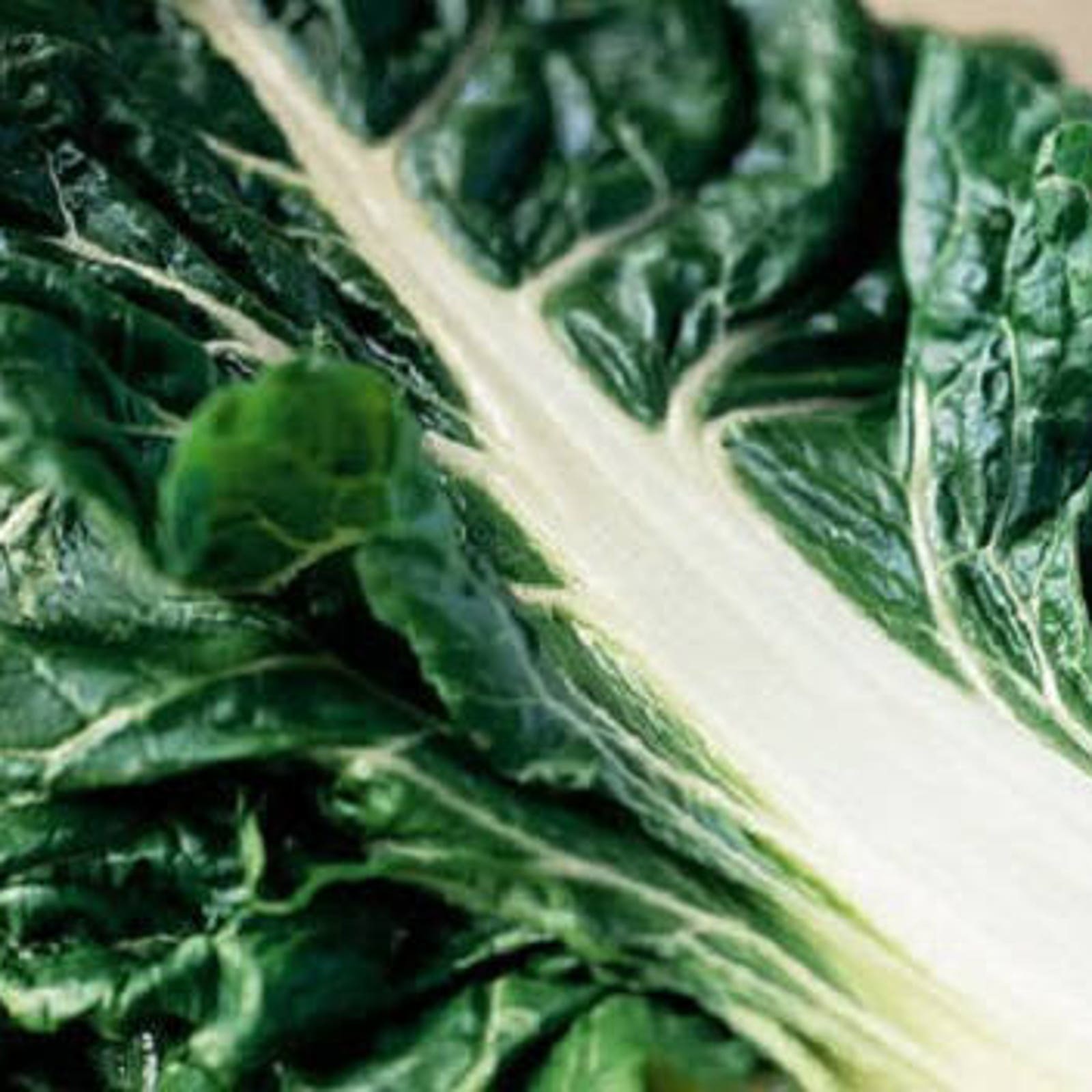 300 Fordhook Giant Swiss Chard Perpetual Spinach Beta Vulgaris Cicla ...