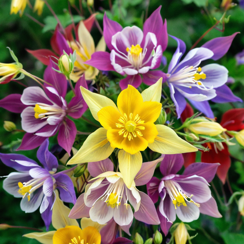 SRN 50 Columbine Seeds Flower Perennial Flowerbloom Pollinator Giant ...