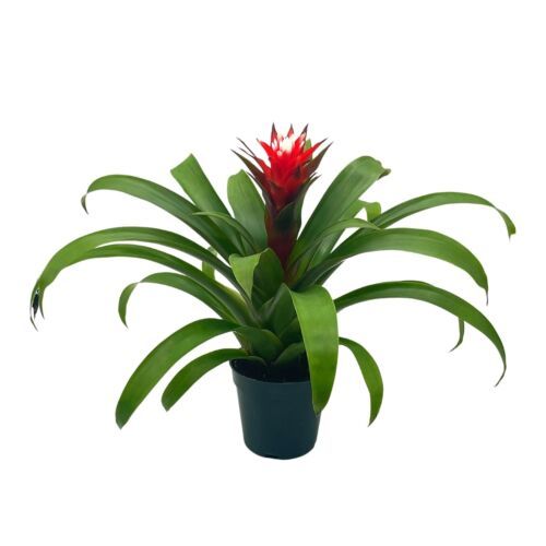 Red Bromeliad, 4 inch, Guzmania monostachia - Plants & Seedlings
