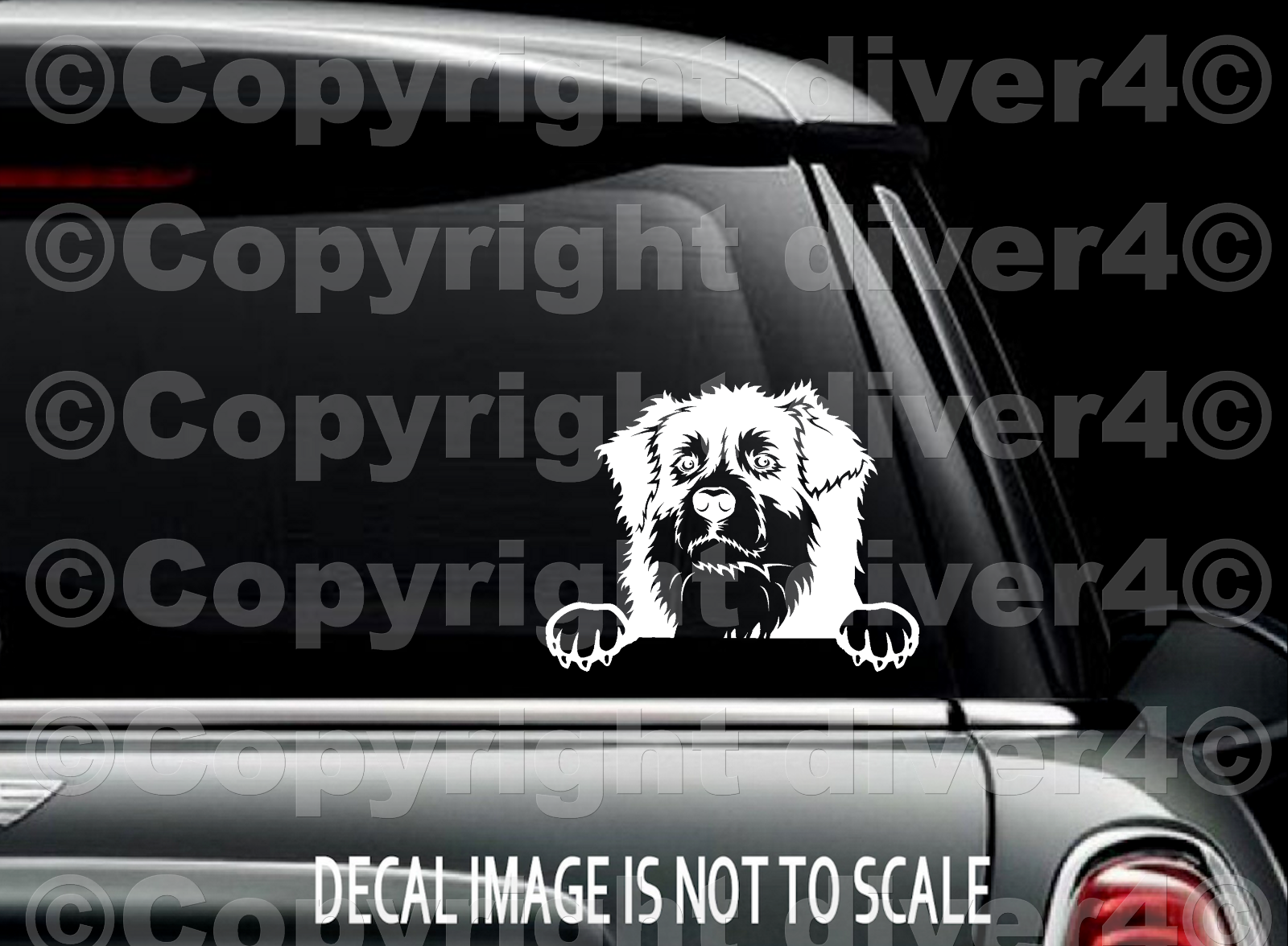 Peeking Australian Shepard Car Truck Window Decal Bumper Sticker US ...