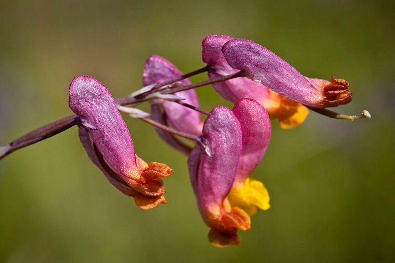 KKG 50 Rock Harlequin Pink & Yellow Corydalis Sempervirens Fresh Garden ...