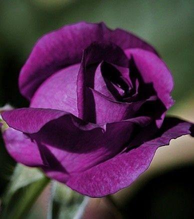 Plum purple roses seeds - 20 seeds - code 256 and 50 similar items