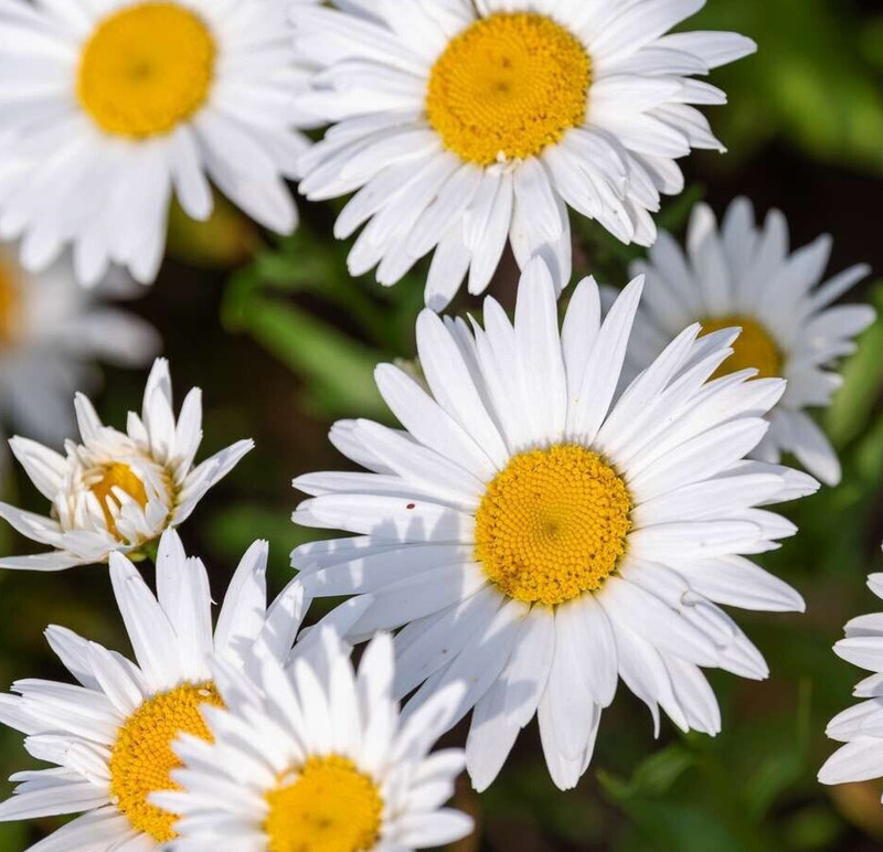 BRN Shasta Daisy Seeds 1000 Alaska Perennial Flower Chrysanthemum ...