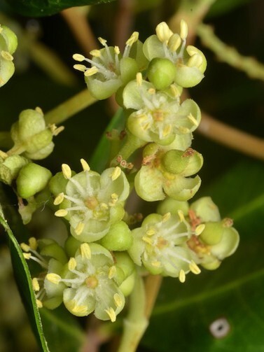 KKG Cupaniopsis Anacardioides Tuckeroo Tree Beach Tamarind 10 Seeds ...