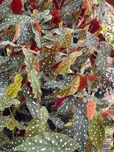 Harmony Foliage Begonia Maculata Polka dot Angel Wing in 4 inch pots 30-Pack Bul - Plants ...