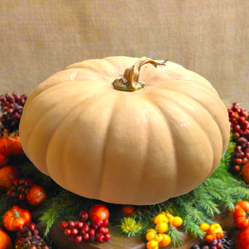 BRN Long Island Cheese Pumpkin Seeds Tan Fairytale Cinderella Squash ...