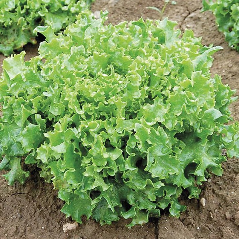 Tango Leaf Lettuce Lactuca Sativa Vegetable Crisp Texture Heirloom ...