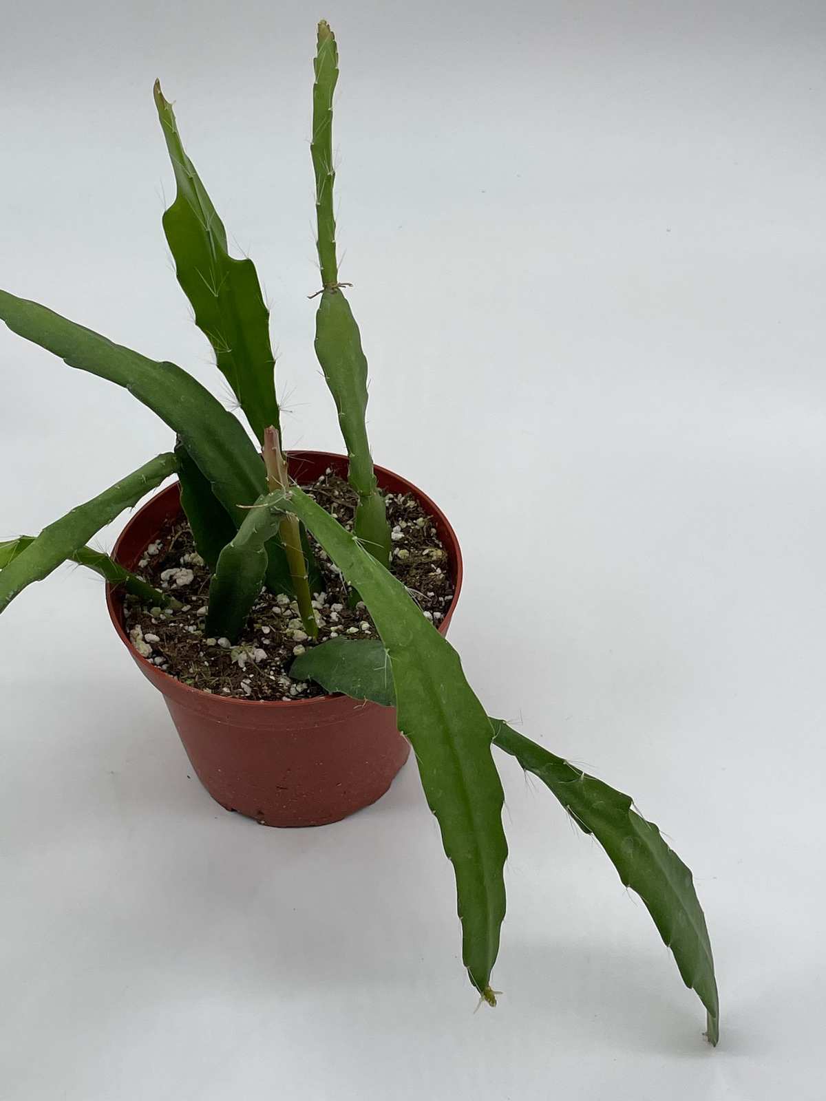 Epiphyllum Orchid Cactus, 4 inch, Disocactus ackermannii, Very Filled ...
