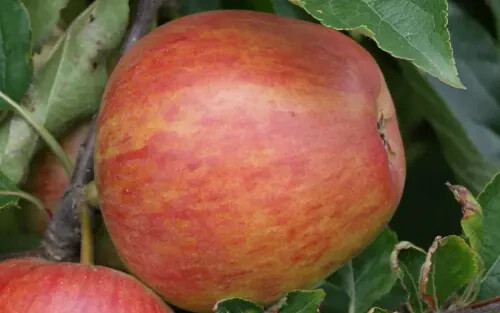 SYR 25 Jupiter Apple Seeds Fast Growing - Seeds & Bulbs
