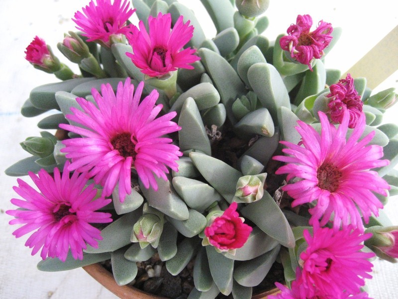 PSA Cheiridopsis Speciosa African Mesembs Stone Ice Plant Rock Seed 100 ...