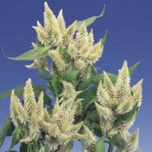 30 Of CELOSIA PLUMED WHITE FLAMINGO - SELF-SEEDING ANNUAL FLOWER SEEDS ...