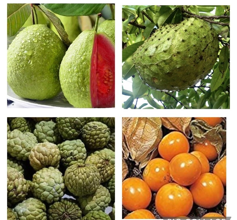 KKG Fruit Seeds Bundle-Guyabano Red Guava Atis And Poha Berry Planting ...