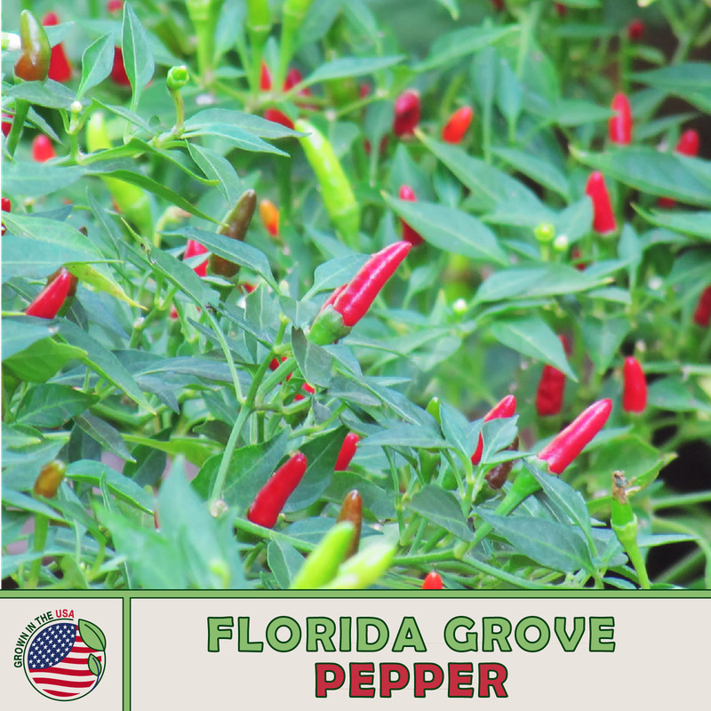 BRN 25 Florida Wild Grove Pepper Seeds Organic Super Non Gmo Fresh ...