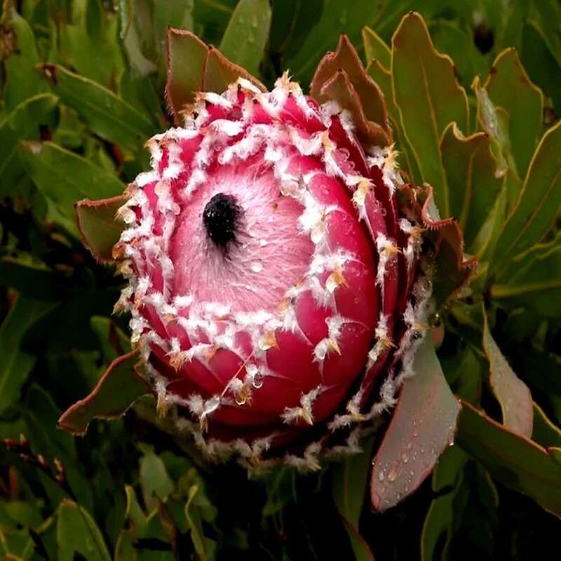 VC 5 Queen Protea Magnifica Seeds South African Woolly Flower Easy Grow ...