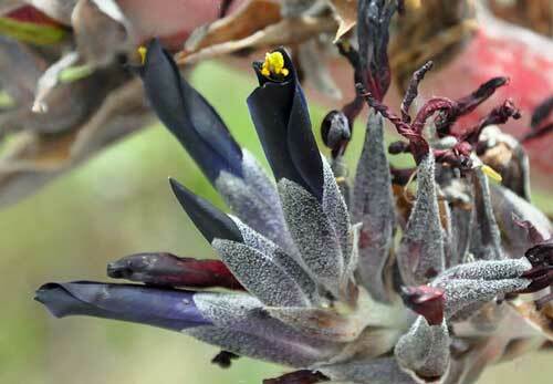 BRN Puya Coerulea Var. Violacea Puya Bromeliad Species 10 Seeds Fresh ...