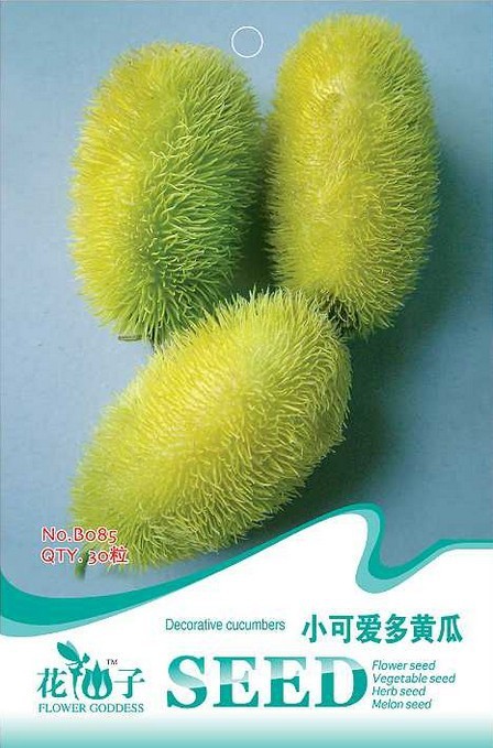 10 Packs 20 Seeds Seeds Hedgehog Cucumber Cucumis Dipsaceus And Ancient ...