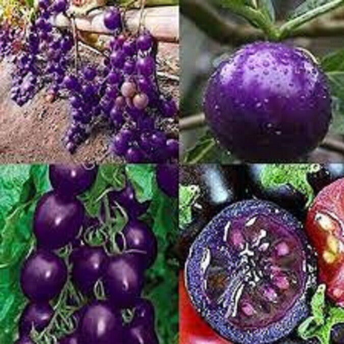 LWK 50 Seeds Purple Cherry Tomato Juicy Tomatoe Vegetable Edible Food ...