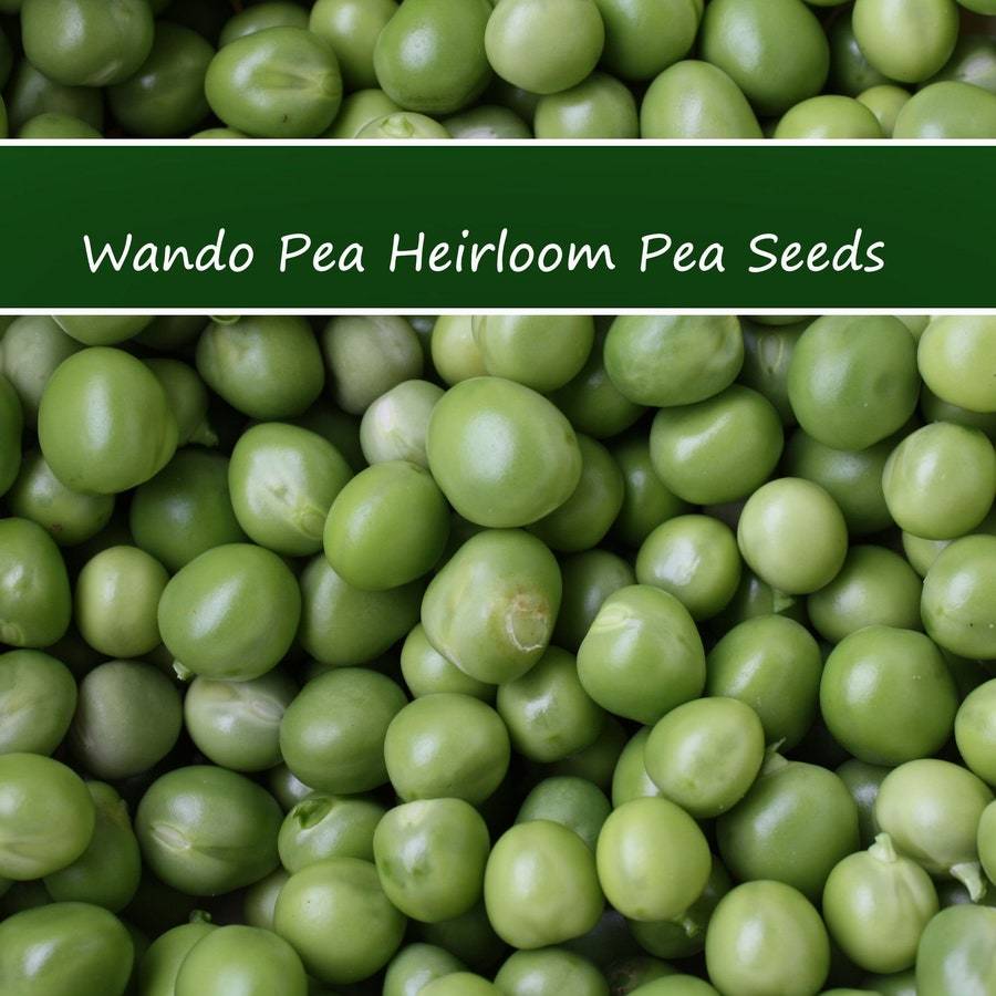 Vegetable Seeds Wando Sweet Shelling Pea 100 Seeds All Natural Warm And ...