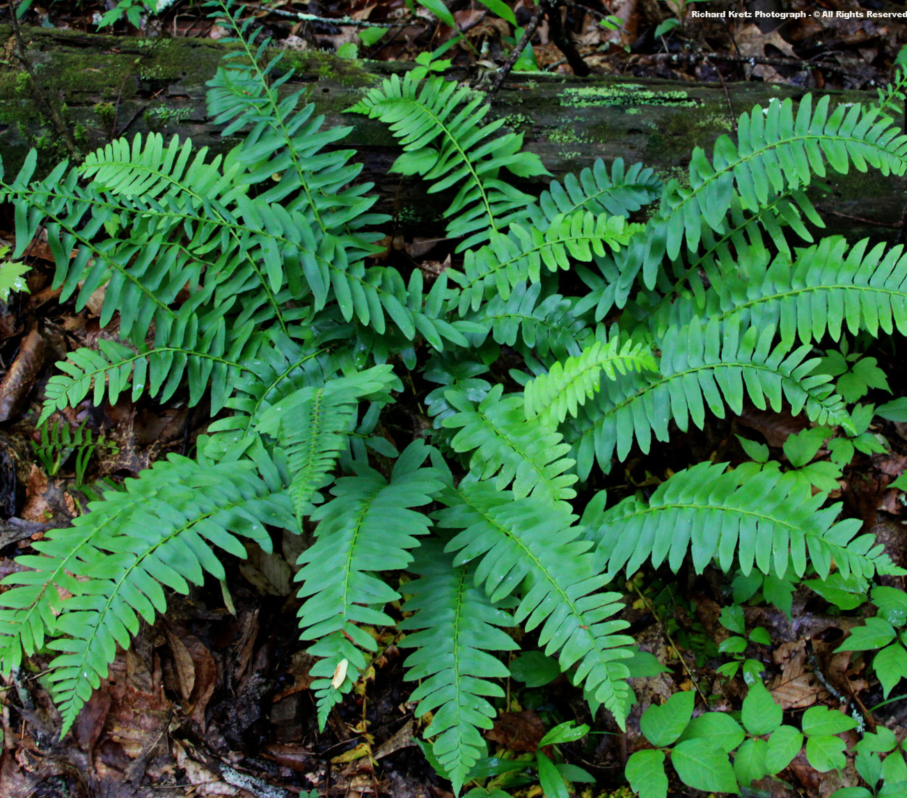 5 Christmas Fern Rhizomes Roots Christmas Dagger Polystichum ...