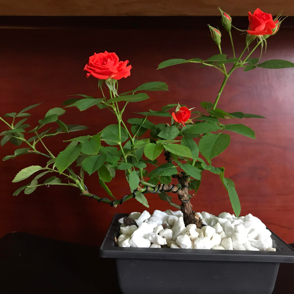 Mini Rose Bonsai Miniature Rose Bonsai A Little Cute Plants - 100 Seeds ...