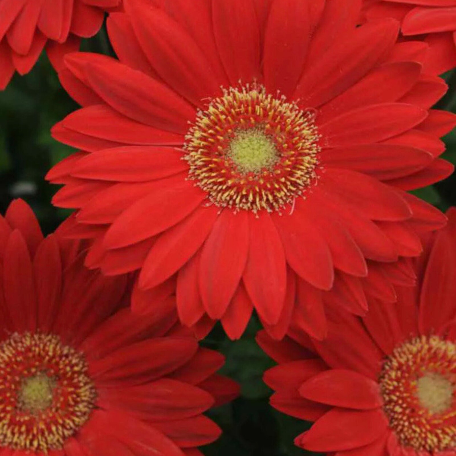 Daisy Gerber Red Daisy 25 flower seeds Fresh Gardening - Other Plants ...
