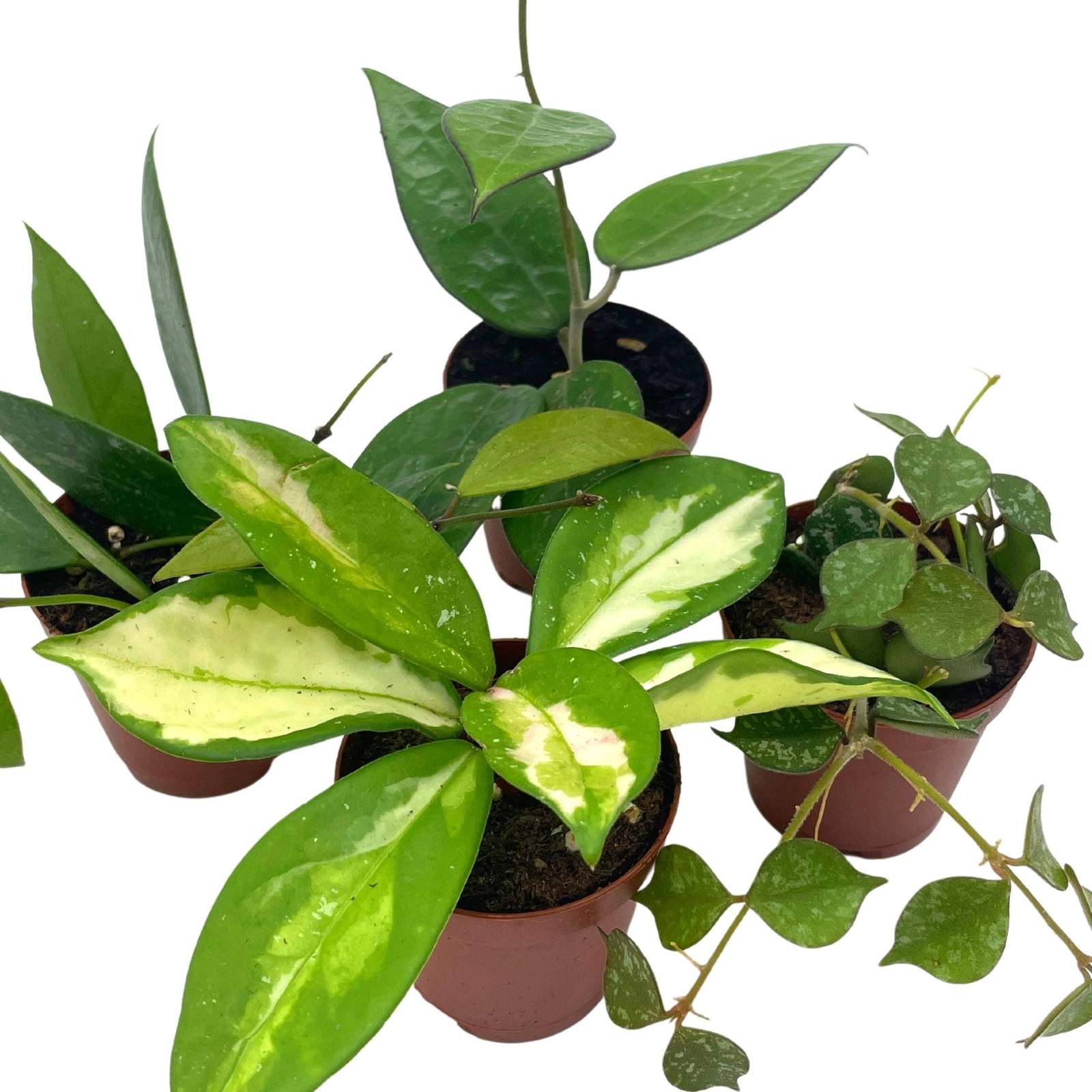 Hoya Variety Assortment Plant Set, Set of 4 Grower's Choice Hoyas in 2 ...