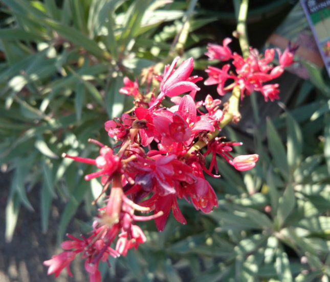 10 Pc Seeds Hesperaloe parvifolia Flower Plant, Red Yucca Seeds for ...