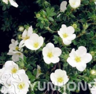 Potentilla Fruticosa Seeds Potentilla Fruticosa Bonsai Plantas Roots ...