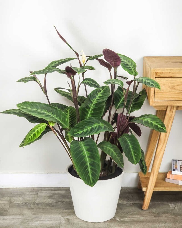 BS 25 Jungle Velvet Calathea Seeds Fast Grow - Seeds & Bulbs