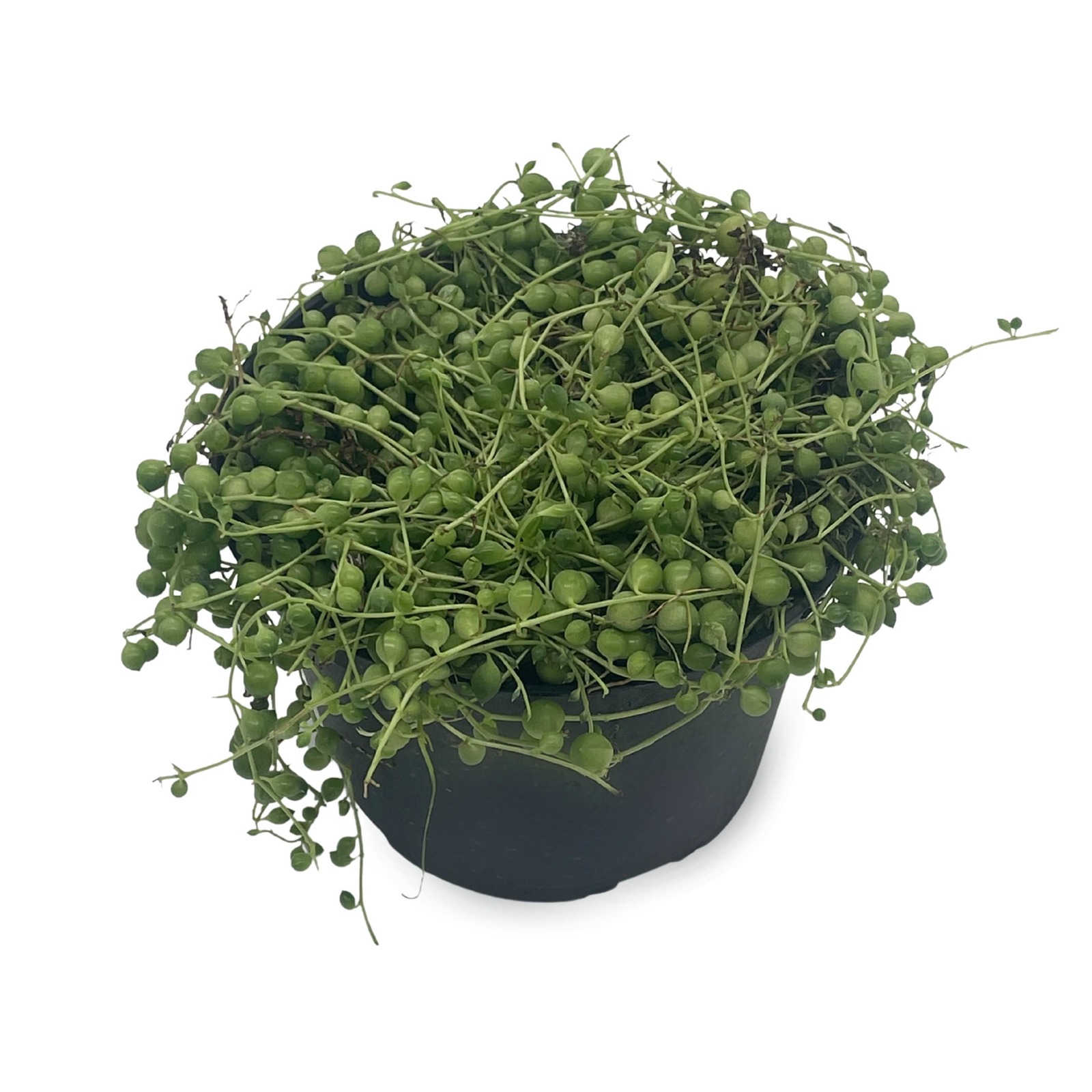 String of Pearls, Senecio rowleyanus, 6 inch String of Peas, Beads ...