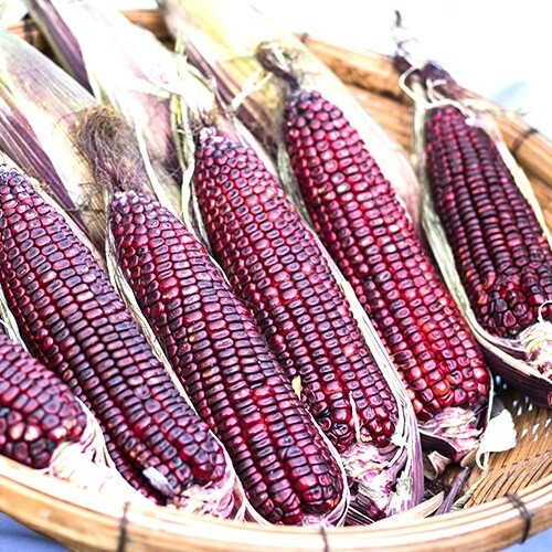 Bloody Butcher Corn Non GMO 1112 Heirloom Seeds - Seeds & Bulbs