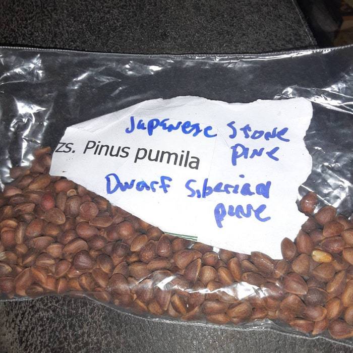 Dwarf Siberian Pine Tree Seeds Pinus Pumila Japanese Stone Pine New ...