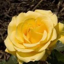 Heirloom Yellow Upright Fragrant Tea Rose Shrub Garden Flower Seeds 50 ...