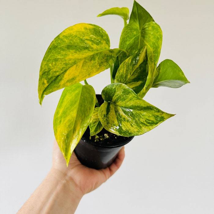 Pothos Robin Teruno Pothos Japanese Pothos Terunoworld Collection ...