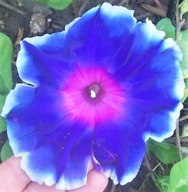 50 Mixed Japanese Morning Glory Ipomoea Nil Flower Vine Heirloom Seeds ...