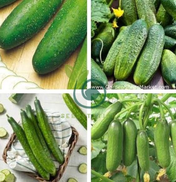 100 Seeds Fruit Cucumber Eaten Raw Vegetable - Seeds & Bulbs