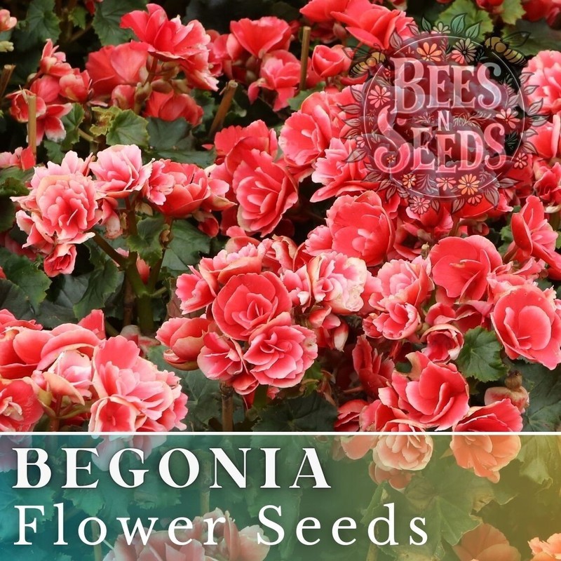 PS Saffron Sparkle Begonia 45 Seeds Flower Seeds Non Gmo Fast Grow ...