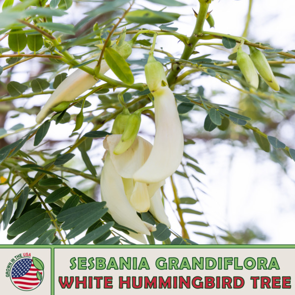 20 White Hummingbird Tree Seeds Sesbania Grandiflora Edible Genuine ...