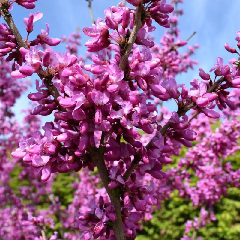 MX Cercis Chinensis Chinese Redbud Tree Seeds Showy Pea Like Shaped ...