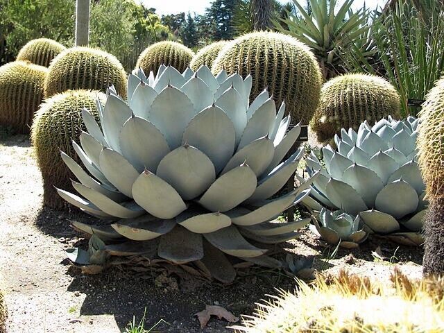 SKMO Agave Parryi | Parry'S Agave | 10 Seeds - Seeds & Bulbs