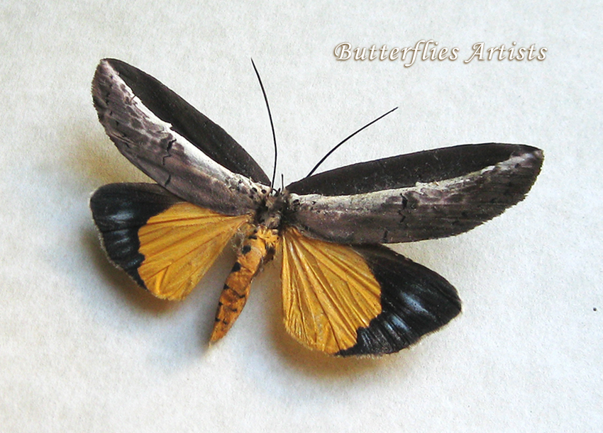 Ailanthus Defoliator Eligma Narcissus Rare Real Moth Framed Entomology ...