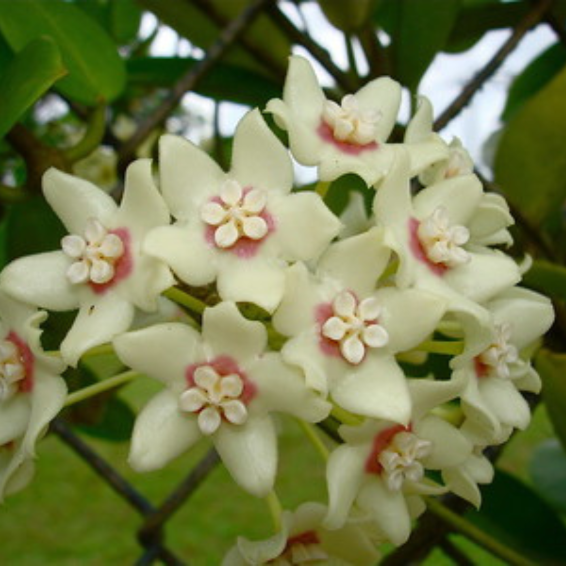 Hoya Carnosa Flower Milky White with Dark Red Centre - 50 Seeds ...