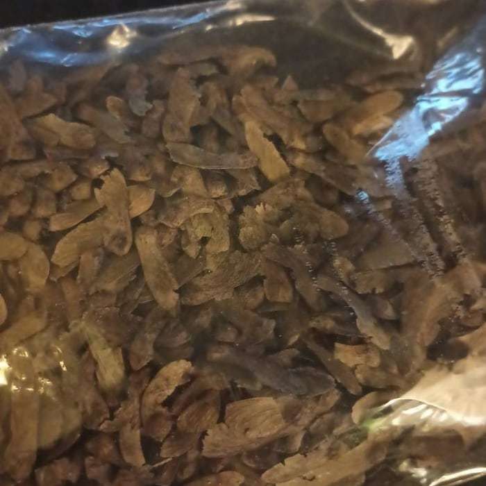 New Fresh Seeds Villa Taranto Japanese Maple Tree Seeds Acer Palmatum ...