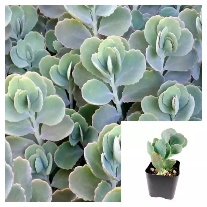 Kalanchoe fedtschenkoi 4inch Lavender Scallops Bryophyllum Fedtschen ...