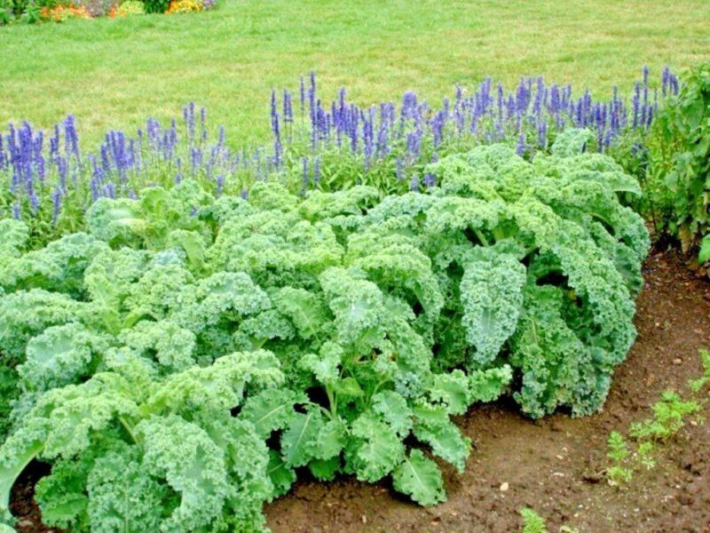 600 Seeds Vates Blue Curled Scotch Kale Seed Organic Spring Fall Garden ...