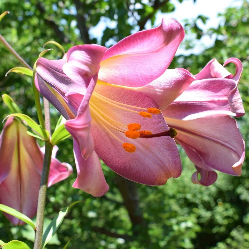 LKS Lilium Trumpet Lily Pink Perfection Large Plant Bulb Summer Flower ...