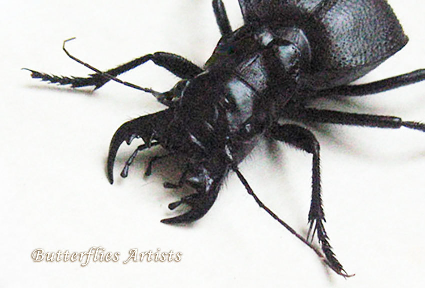 Manticora Latipennis RARE Real African Tiger Beetle Framed Entomology ...