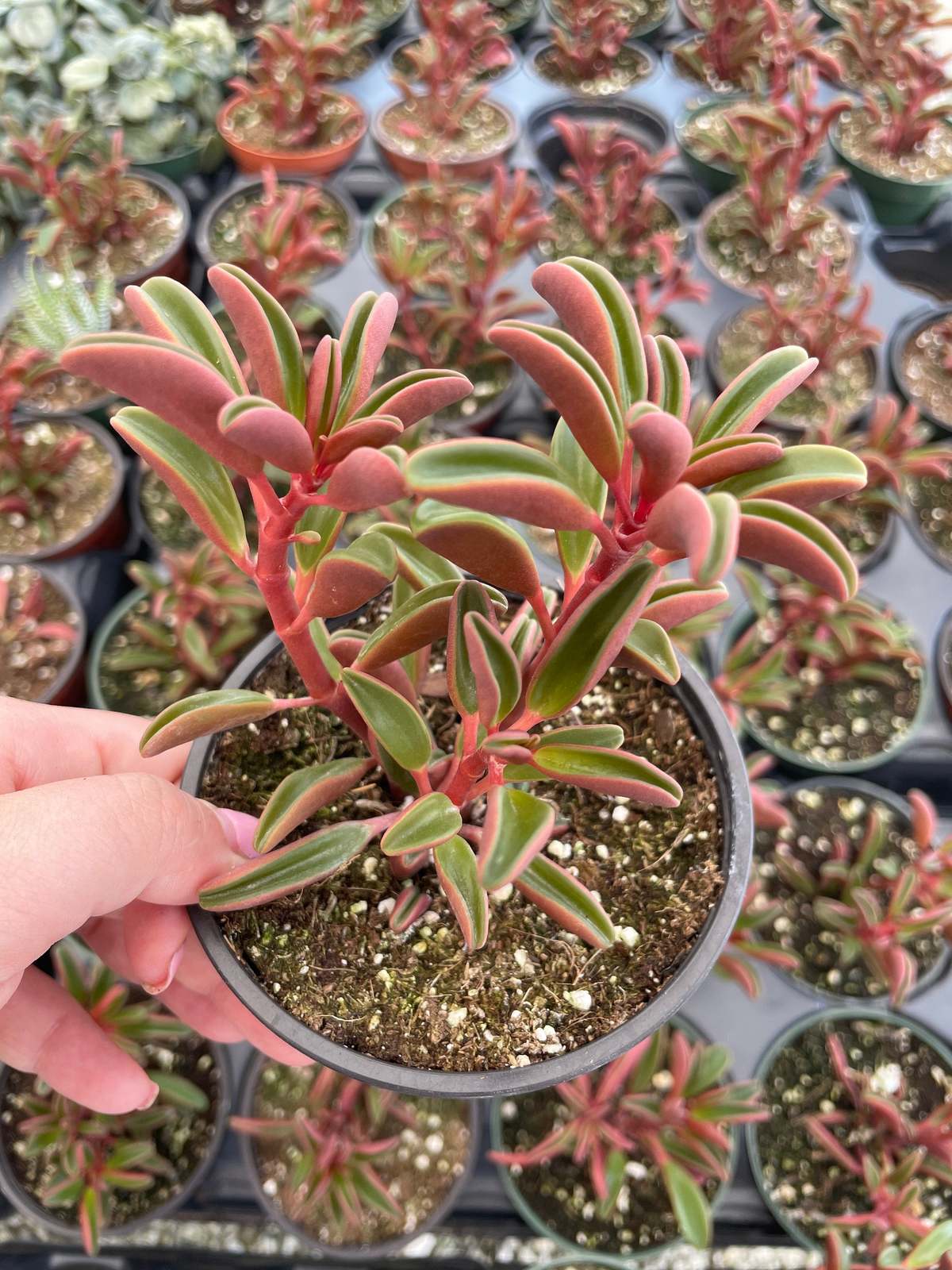 Red Taco Plant / Peperomia graveolens "Ruby Glow" / 3" Pot Ruby P ...