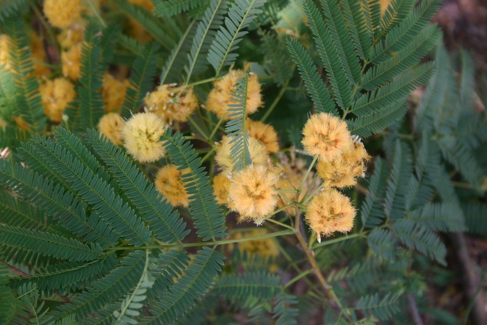 Albizia Odoratissima Fragrant Albizia Tree 5 Seeds Fresh Gardening
