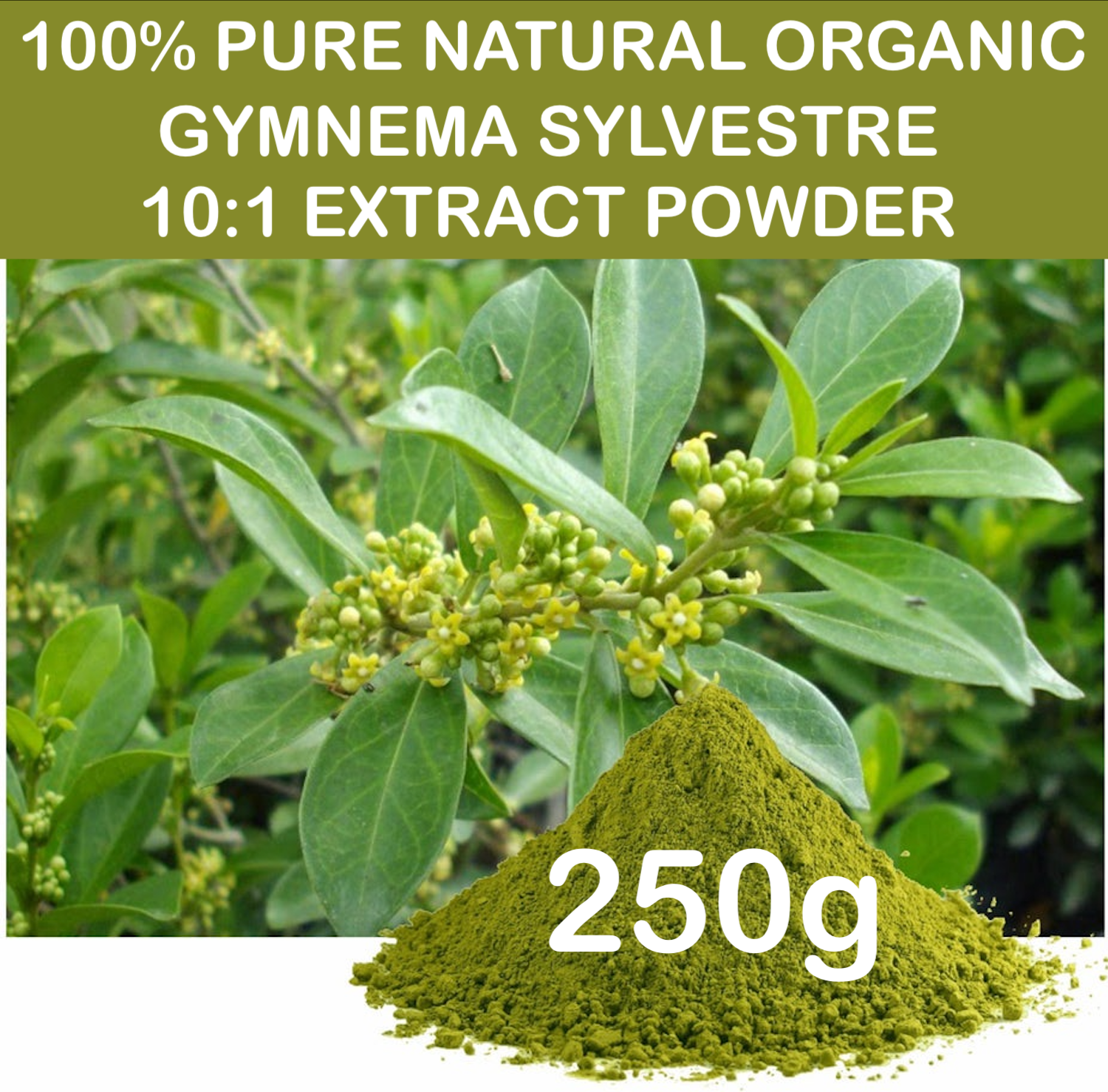 100% PURE - NATURAL - ORGANIC - GYMNEMA SYLVESTRE - 10:1 EXTRACT POWDER ...